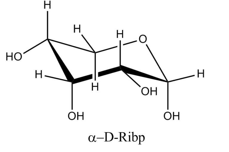 Pentoses - Glycopedia