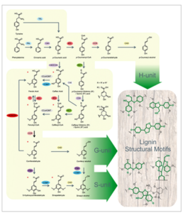 Biosynthesis - Glycopedia