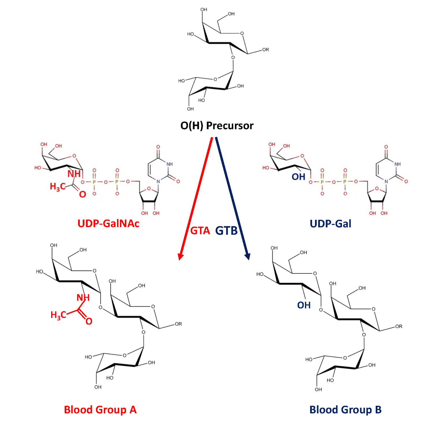 Glycosyltransferase, a short brief - Glycopedia