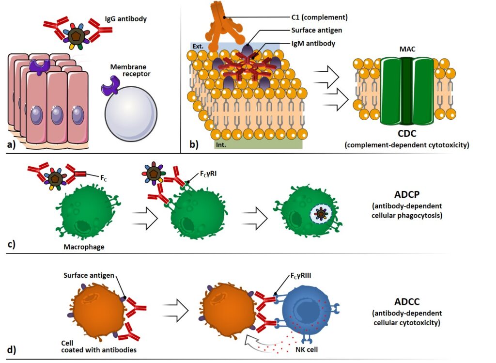 Humoral adaptive immune responses - Glycopedia