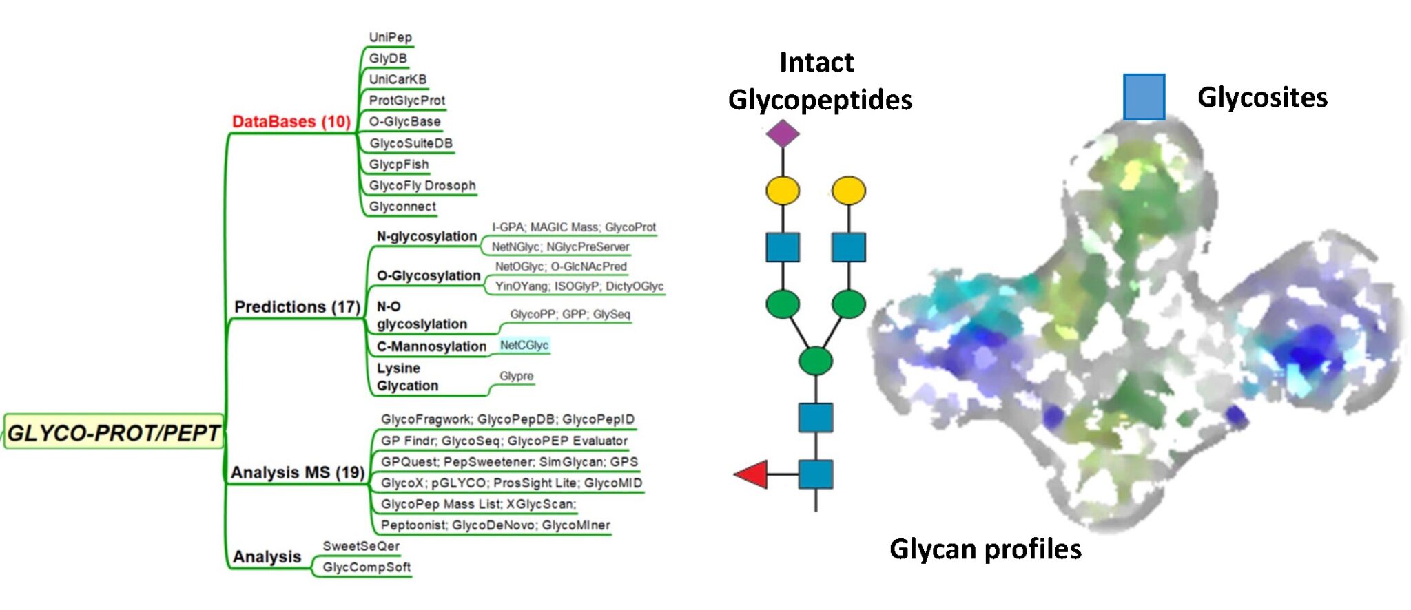 GlycoProteomics - Glycopedia