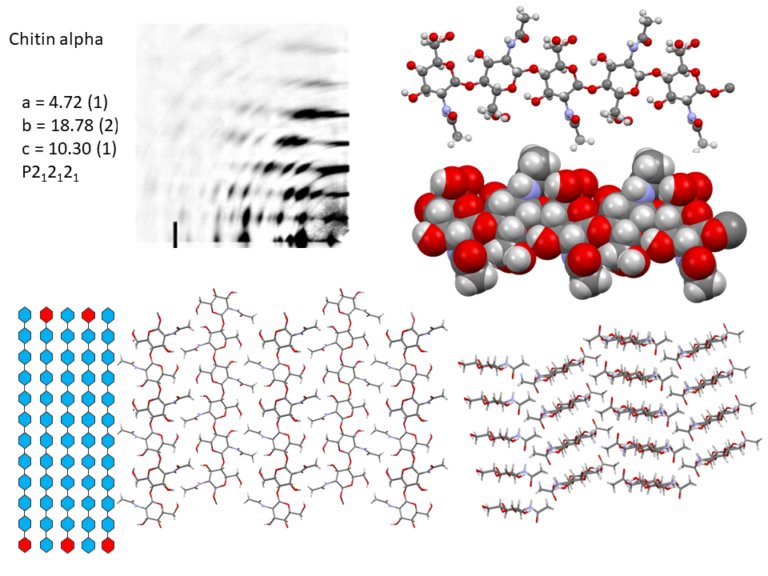 Chitins and Chitosan in the Solid State - Glycopedia