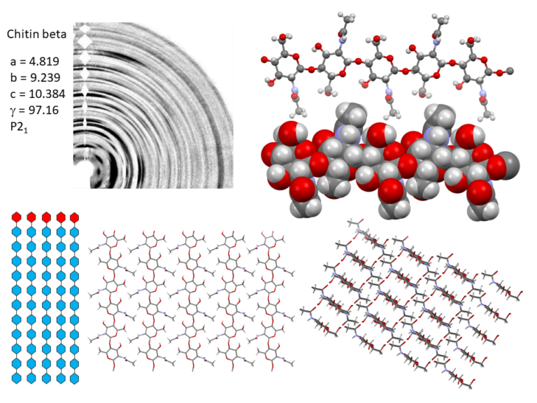 Chitins and Chitosan in the Solid State - Glycopedia