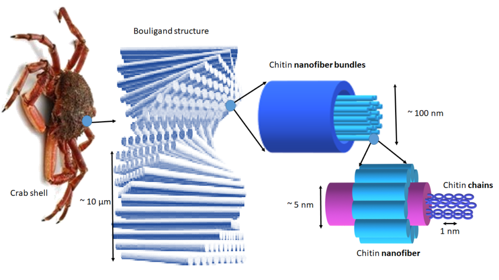Occurrence of Chitin - Glycopedia