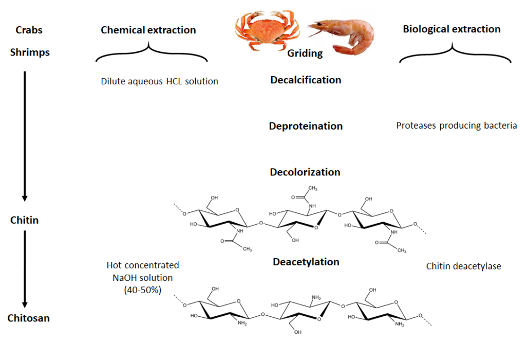 Extraction of Chitin & Preparation of Chitosan - Glycopedia
