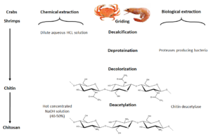Extraction of Chitin & Preparation of Chitosan - Glycopedia