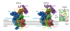 Cryo–electron Microscopy Structures of Human Oligosaccharyltransferase ...