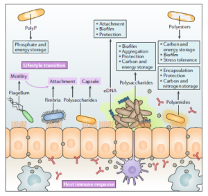 Bacterial Biopolymers: From Pathogenesis to Advanced Materials - Glycopedia