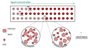 In Solution Assays: Hemagglutination Inhibition - Glycopedia