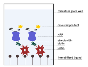 On Surface Assays: Enzyme-Linked Lectin - Glycopedia