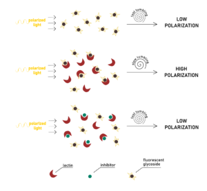 In Solution Assays: Fluorescence Polarization - Glycopedia