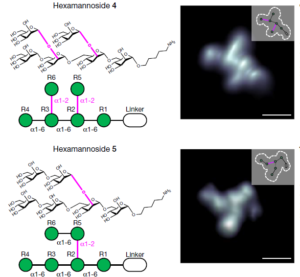 Imaging Single Glycans - Glycopedia