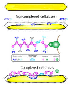 Understanding Cellulosome Interaction with Cellulose by High-Resolution ...