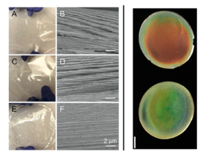 Nano celllulose 2D dense structures - Glycopedia