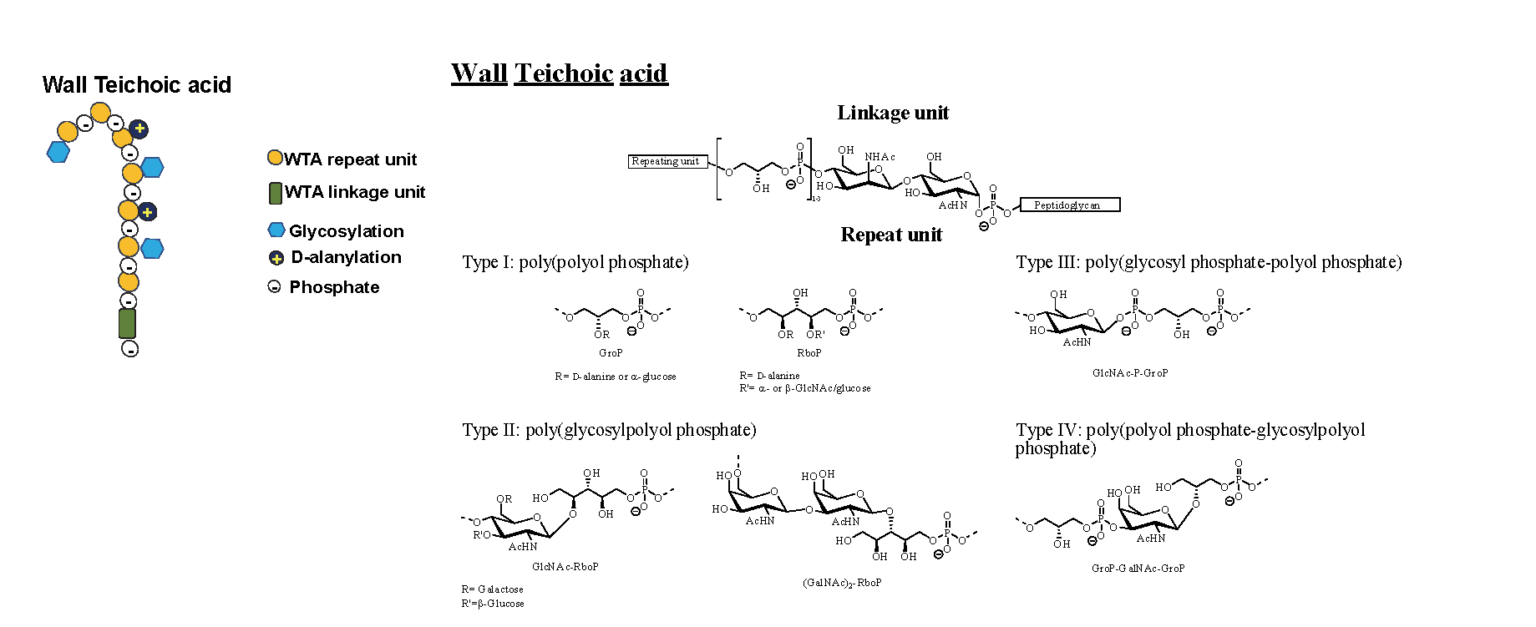Microbial Glycoconjugate Structures - Glycopedia