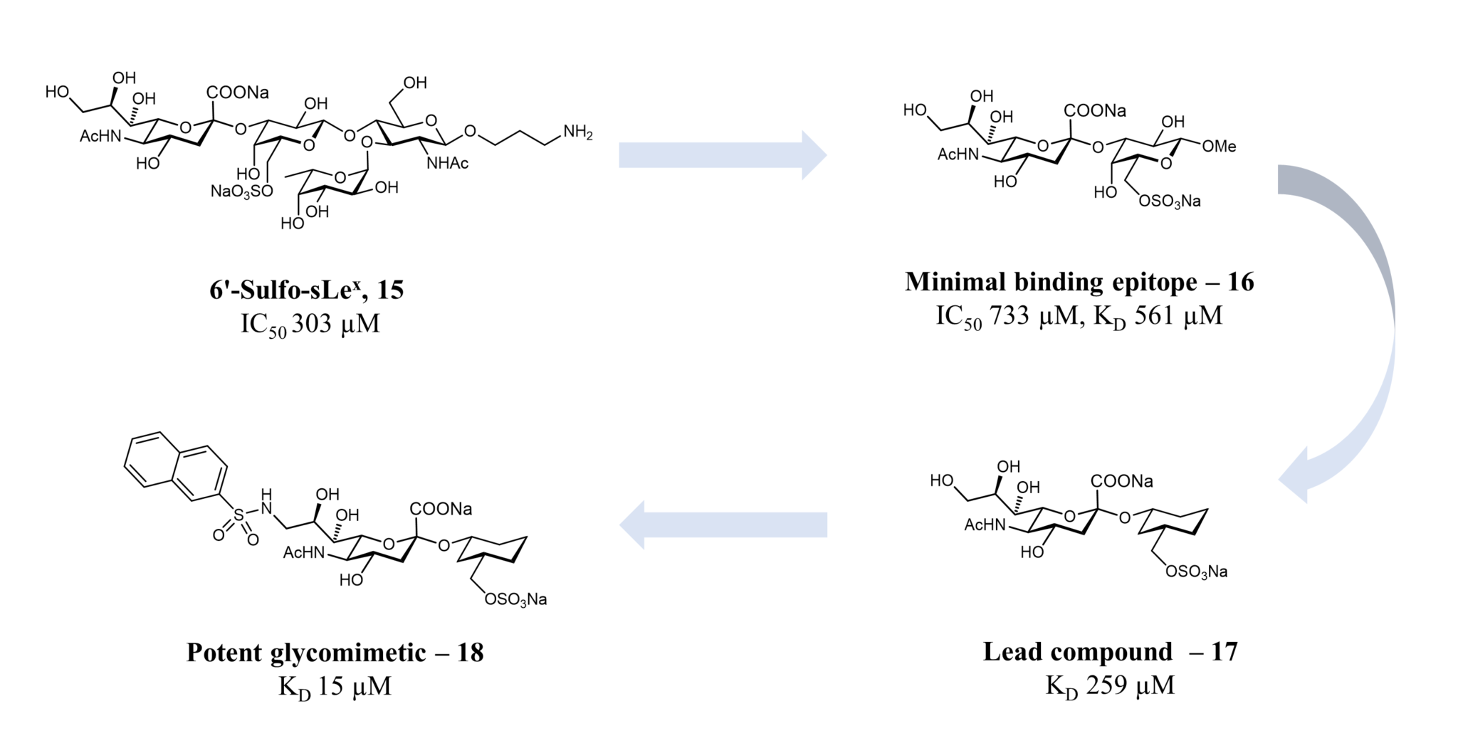 Siglec-8 - Glycopedia