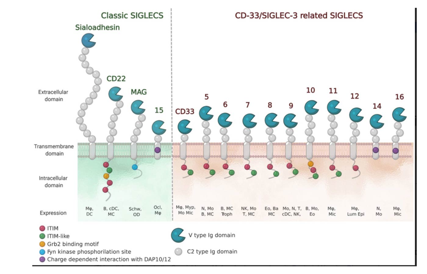 The Siglec Family - Glycopedia