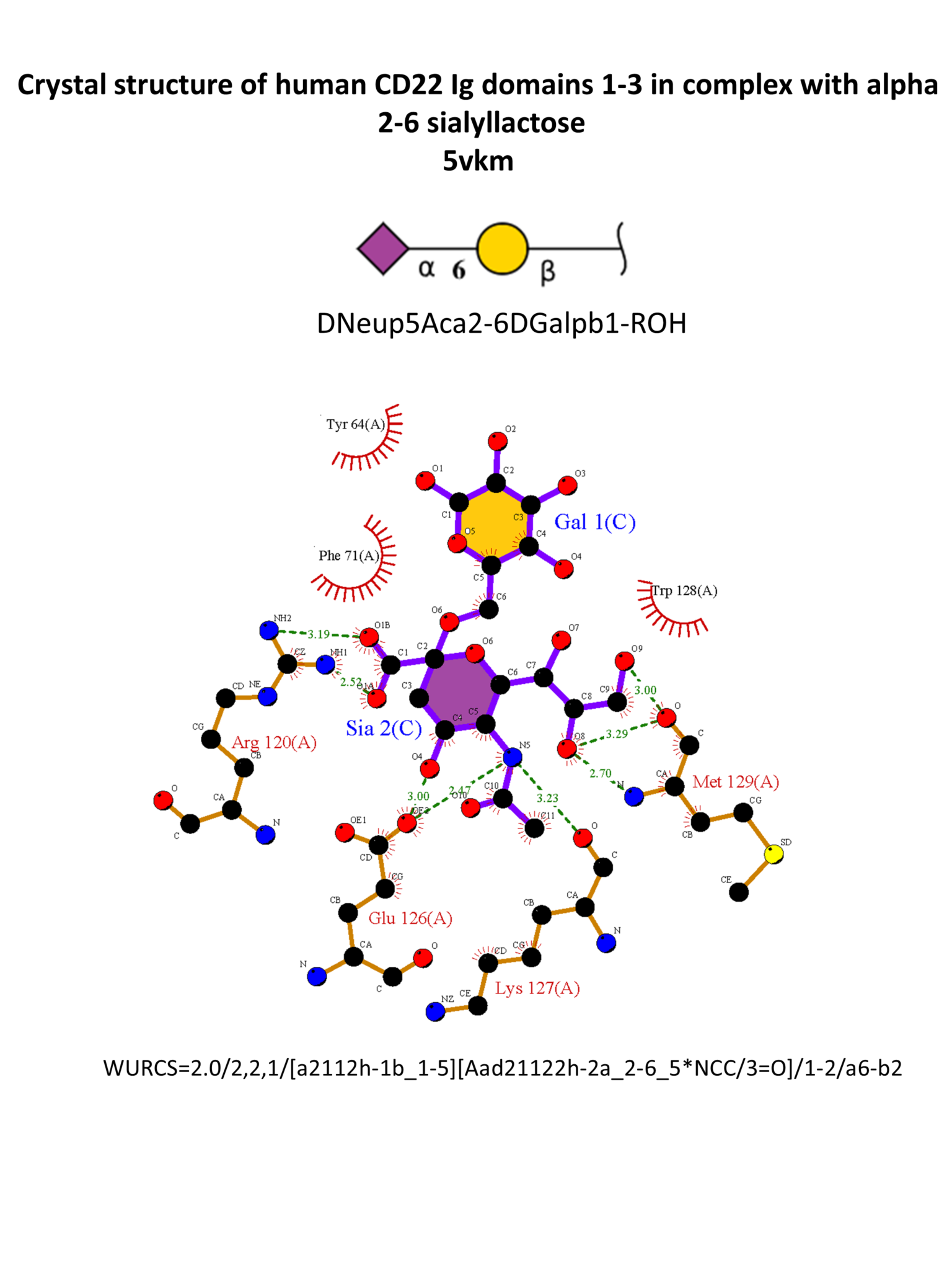 CD22 (Siglec-2) - Glycopedia