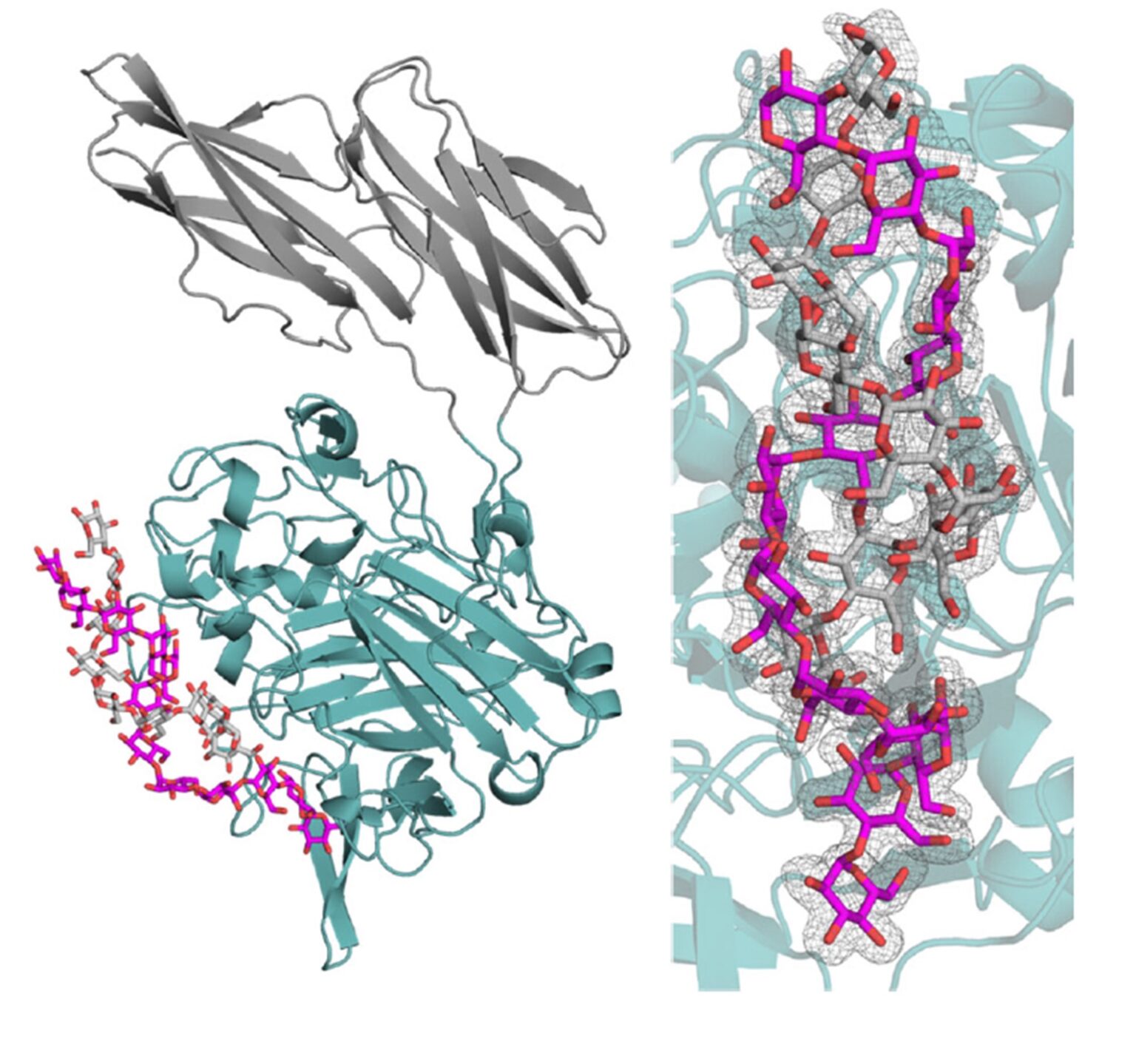 The Ruminococcus bromii amylosome protein Sas6 binds single and double ...