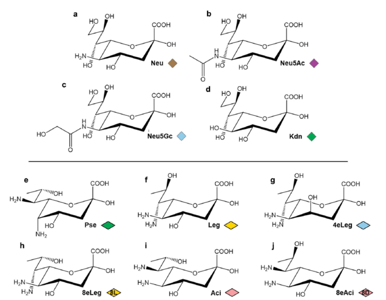 Cataloging Natural Sialic Acids and other Nonulosonic Acids(NulOs), and ...