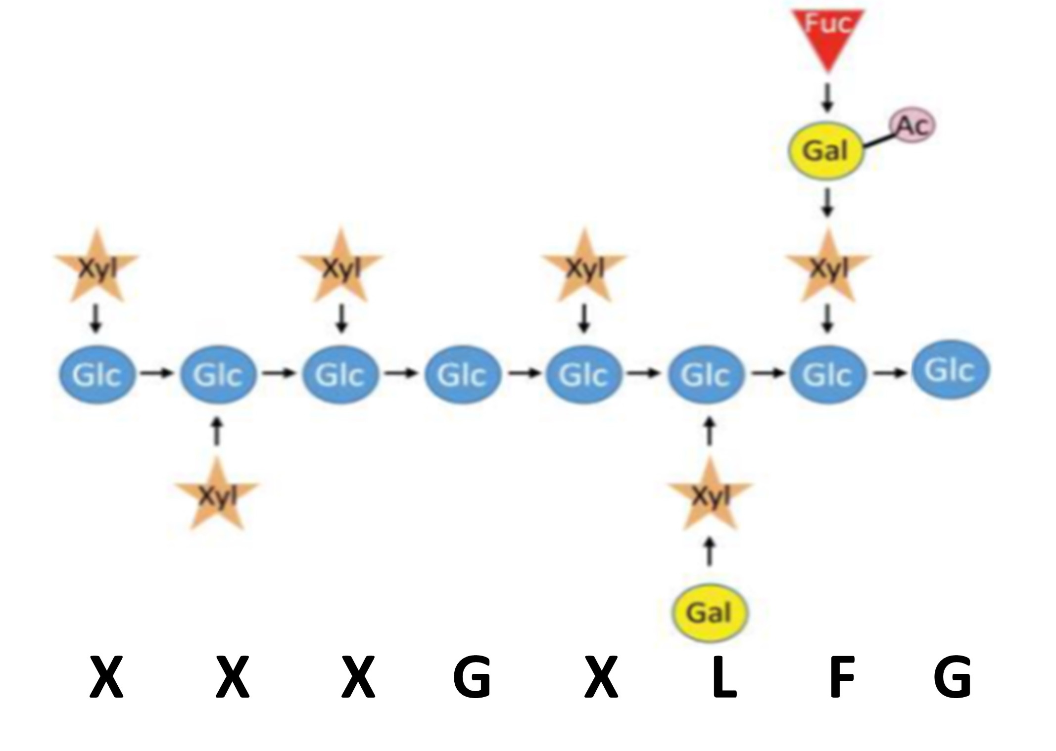 Spaceflight Impacts Xyloglucan Oligosaccharide Abundance - Glycopedia