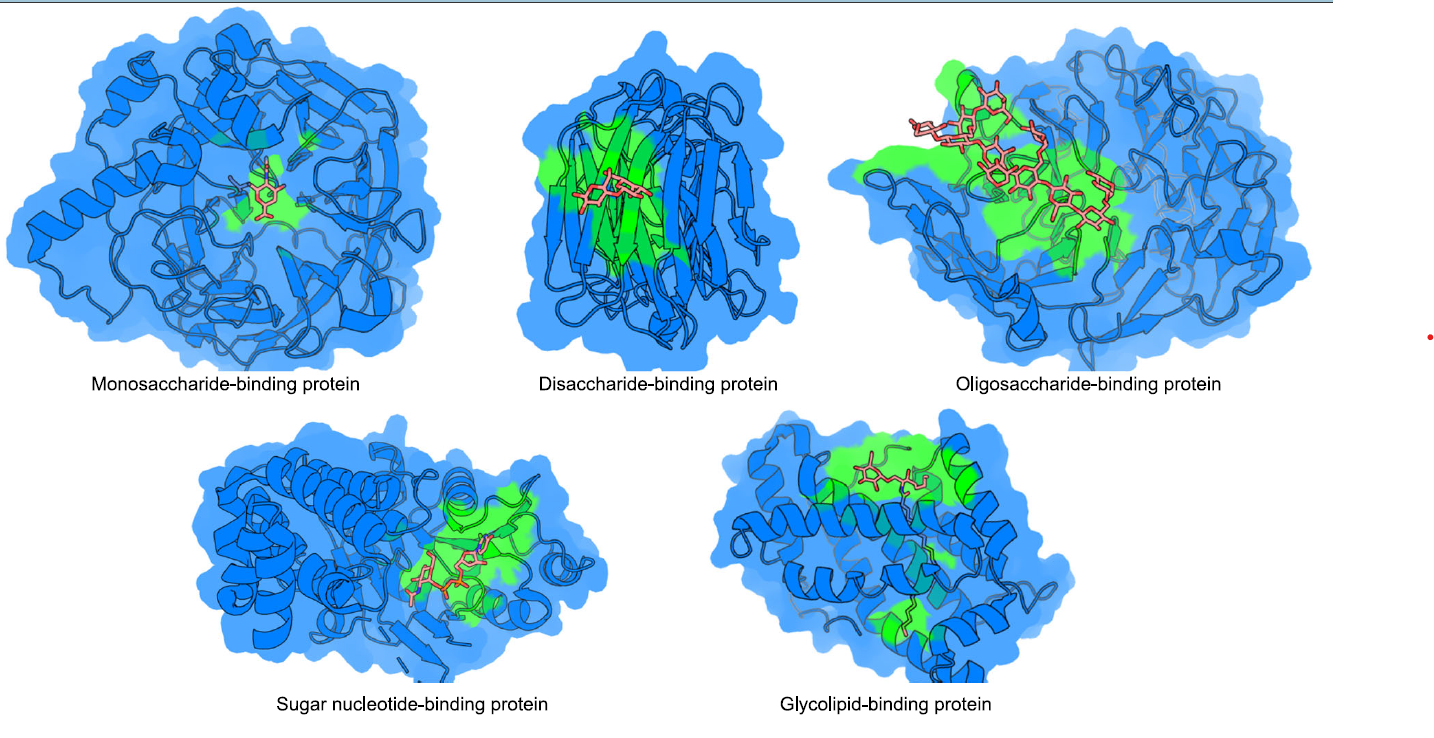 Highly accurate carbohydrate-binding site prediction with DeepGlycanSite - Glycopedia