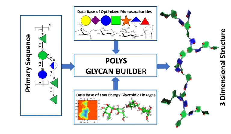 Polys Glycan Builder: An Online Application for Intuitive Construction of 3D Structures of ...
