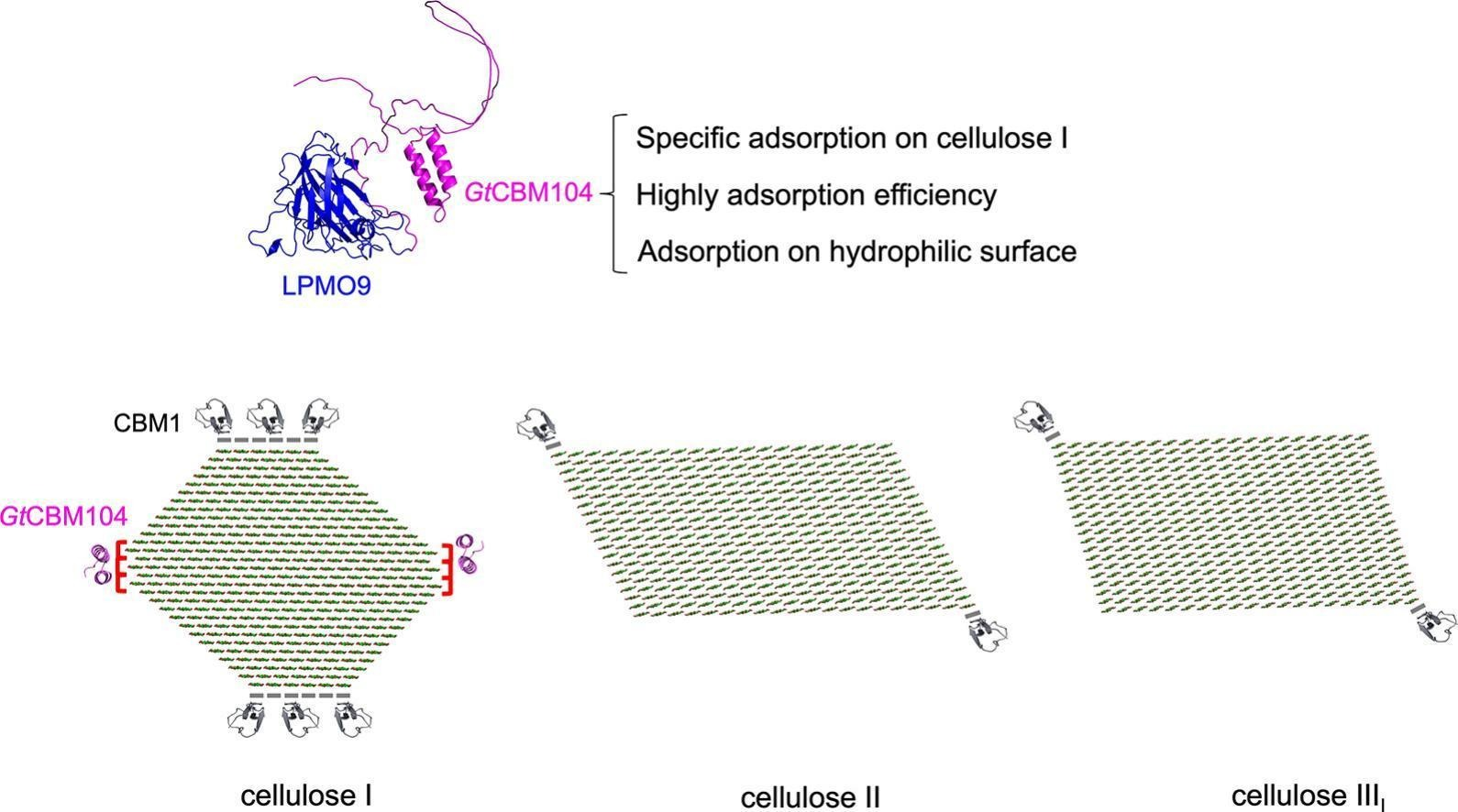 A cellulose-binding domain specific for native crystalline cellulose ...