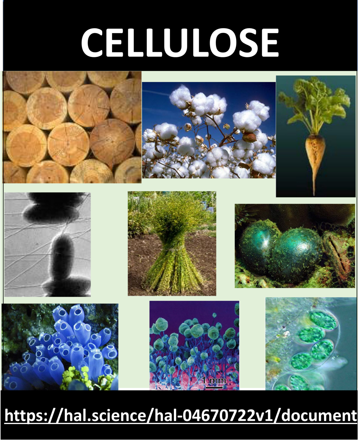 Cellulose - Glycopedia