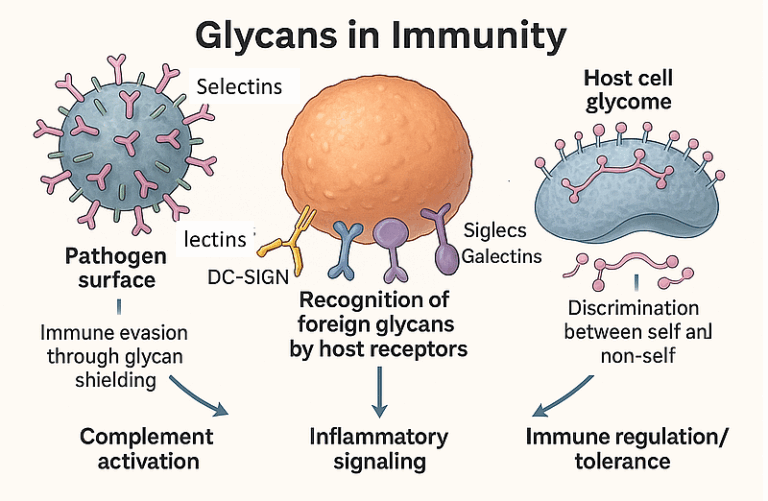 The Role of Glycans in Human Immunity—A Sweet Code - Glycopedia